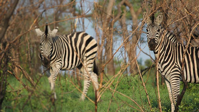 The Legend of Mkubwa: Who You Are Supposed to Be Versus Who You Are ...